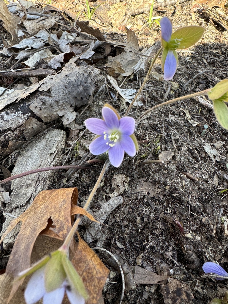 sharp-lobed hepatica from Rose Lake State Wildlife Research Area, East ...