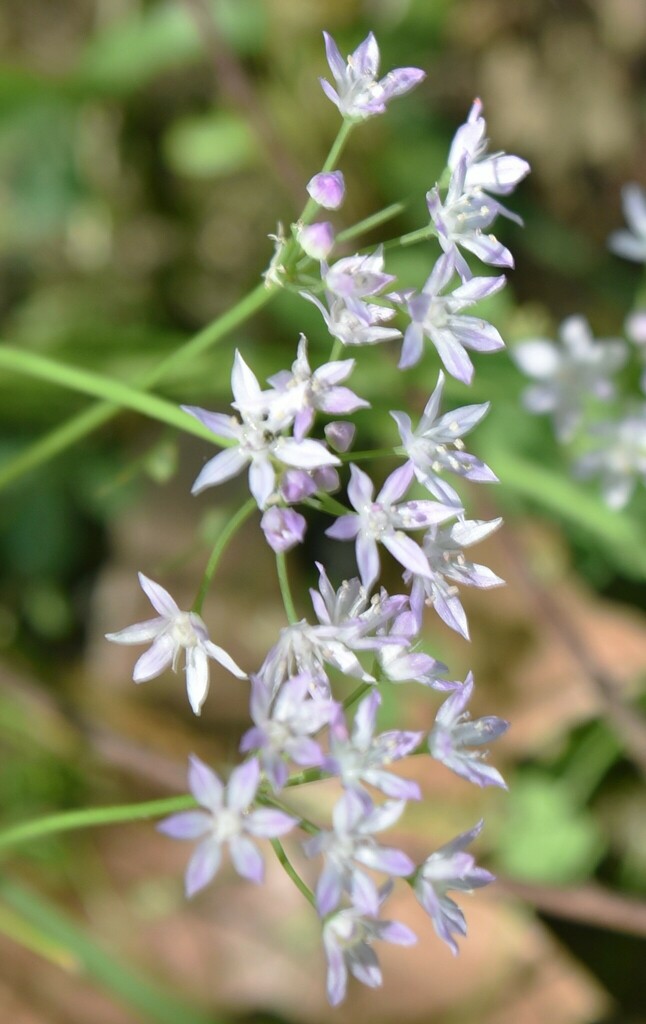 Canadian Meadow garlic from 704 Cunningham Dr Lufkin TX on April 13 ...