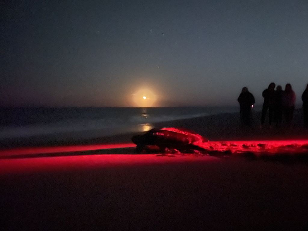 Leatherback Sea Turtle in March 2024 by Chase Baxter. The woman in the ...