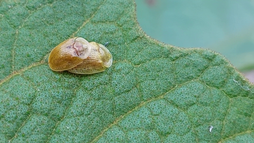 Gratiana conformis · iNaturalist