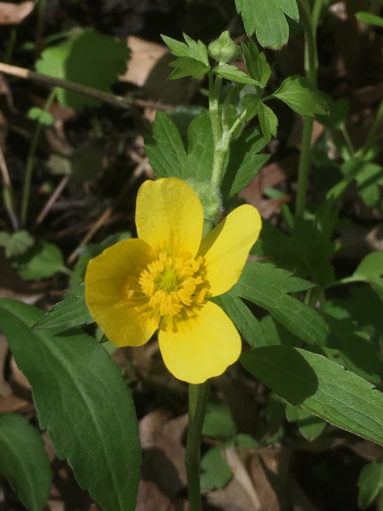 Early Buttercup from 52653, Wapello, IA, US on April 28, 2019 at 10:22 ...