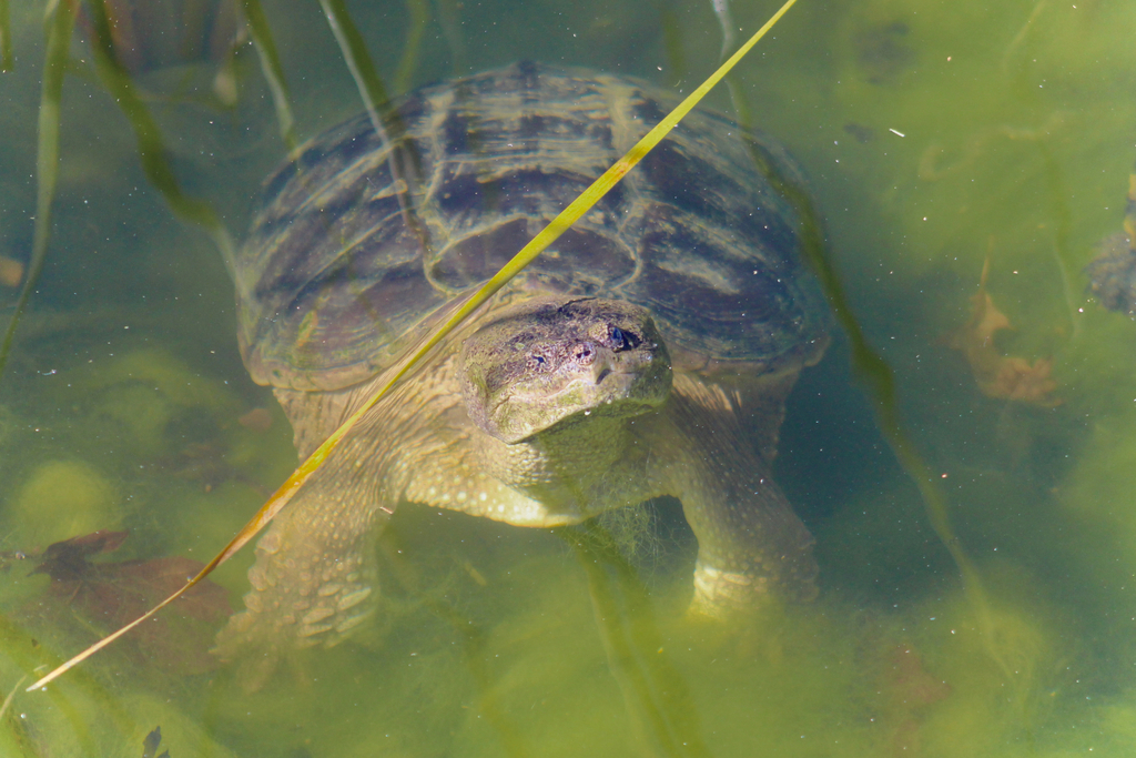 Common Snapping Turtle from Frisco, TX, USA on April 11, 2024 at 04:00 ...