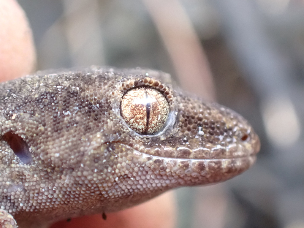 New Zealand Brown Geckos in April 2024 by Dave Holland. the island was ...