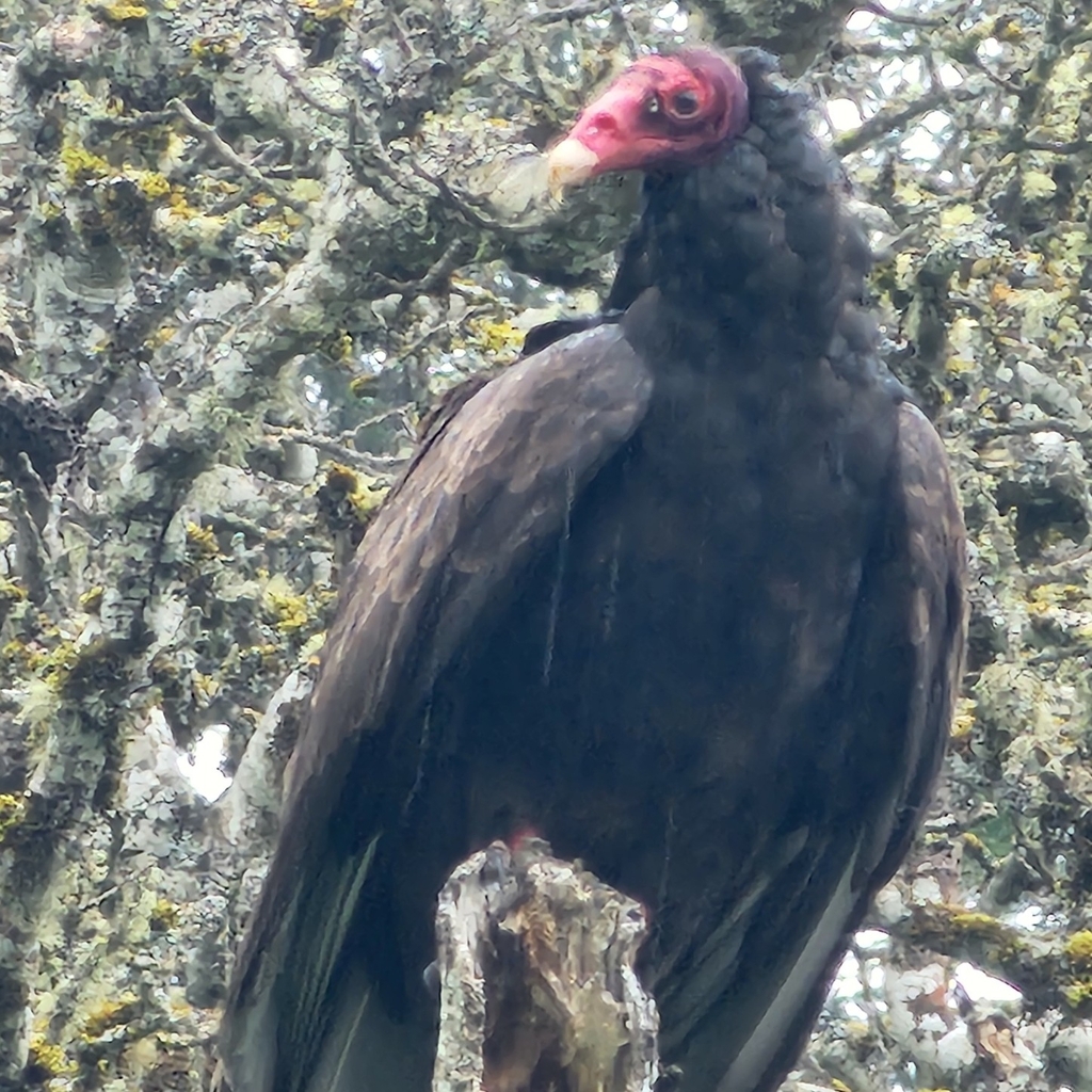 Turkey Vulture in April 2024 by night owl naturals · iNaturalist
