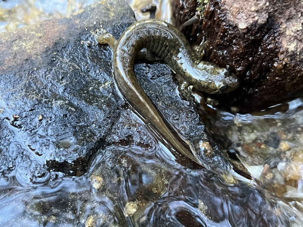 Blue Ridge Blackbelly Salamander in April 2024 by Matthew. Lifer ...