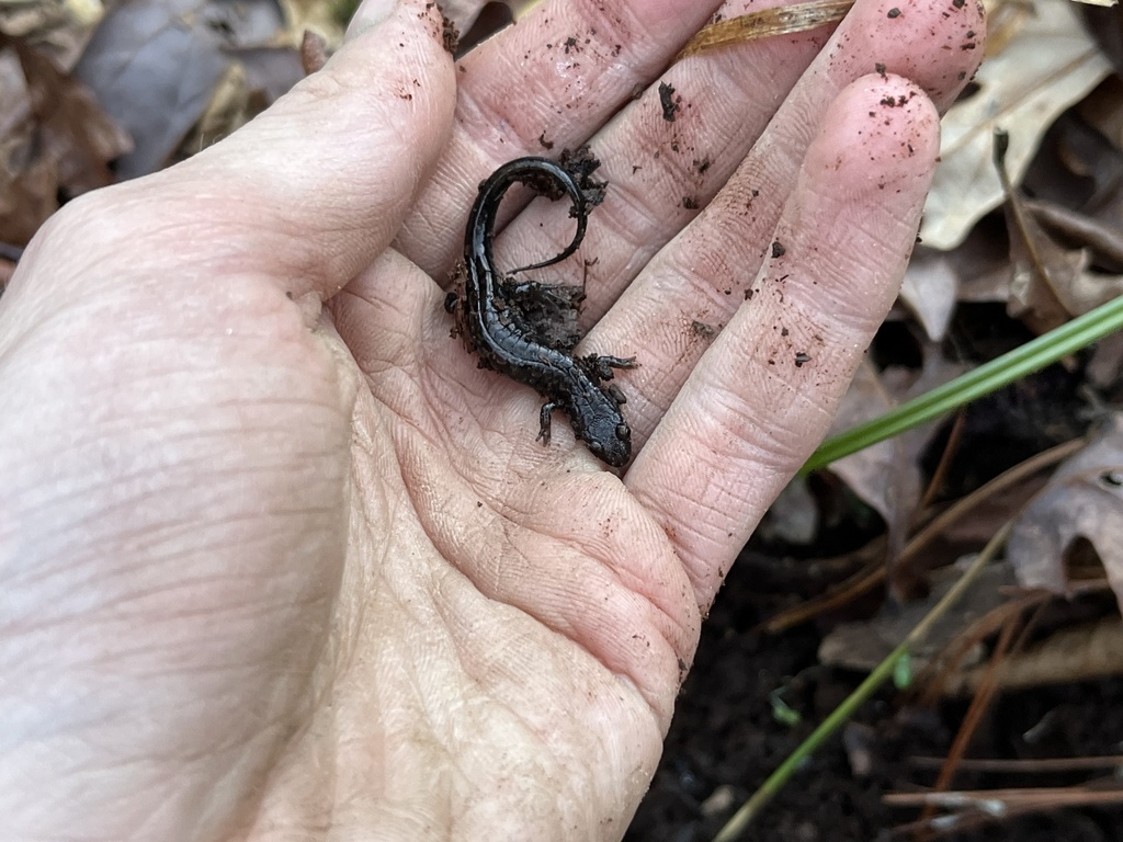 Blue Ridge Dusky Salamander in April 2024 by Matthew · iNaturalist