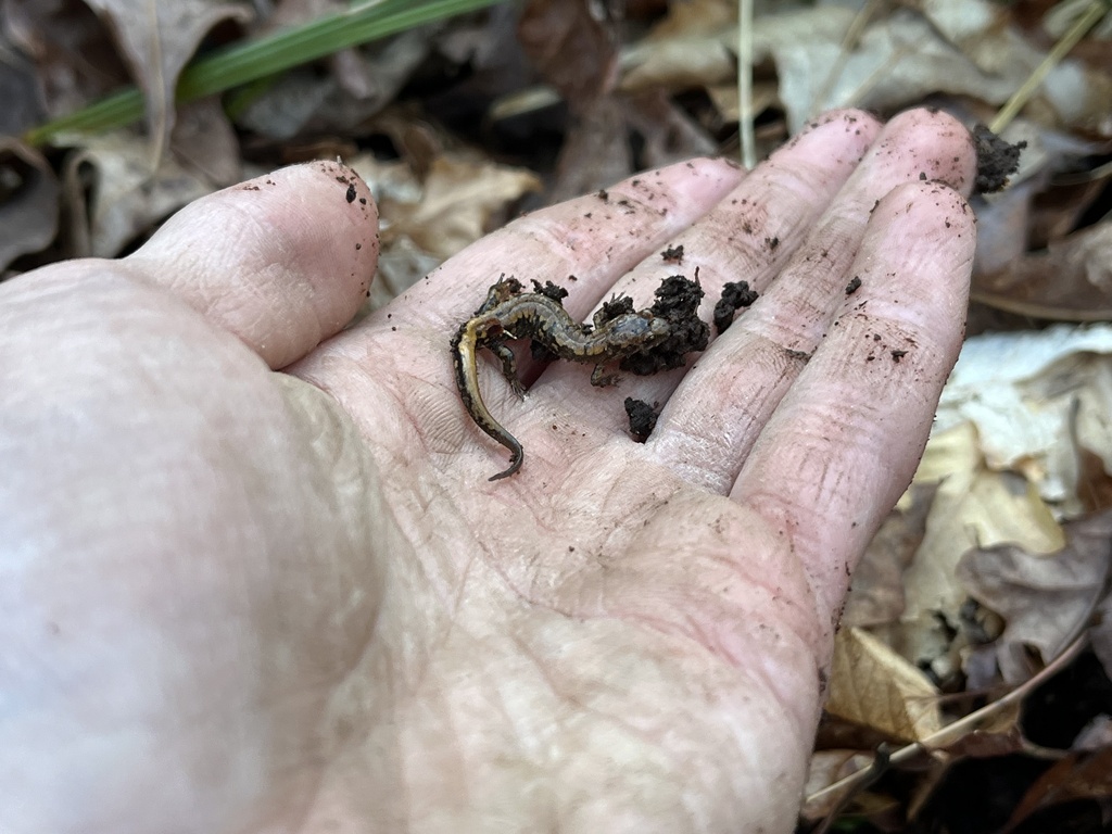 Blue Ridge Dusky Salamander in April 2024 by Matthew · iNaturalist