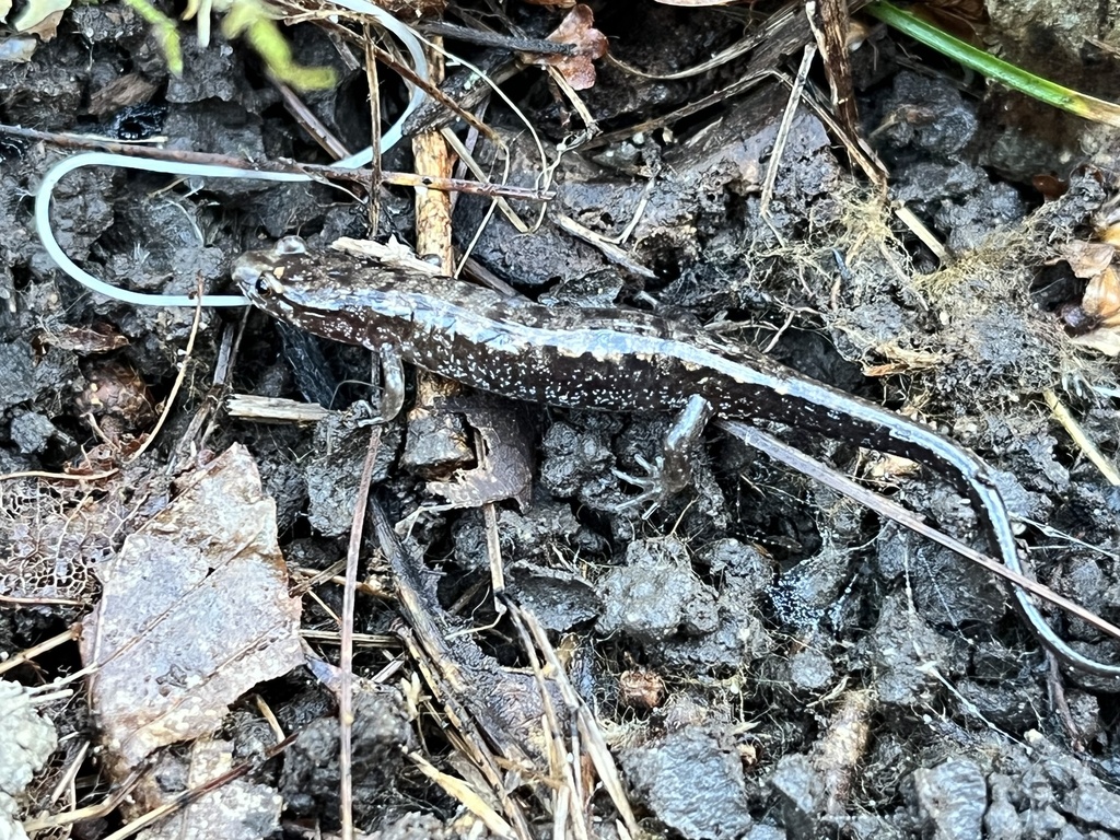 Blue Ridge Dusky Salamander in April 2024 by Matthew · iNaturalist