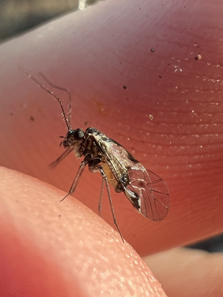 Hyalopsocus striatus from East Oak Hill, Austin, TX, US on April 11 ...