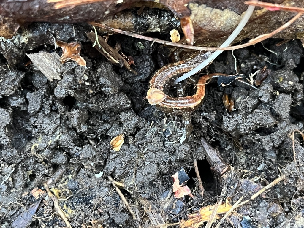 Blue Ridge Dusky Salamander in April 2024 by Matthew · iNaturalist