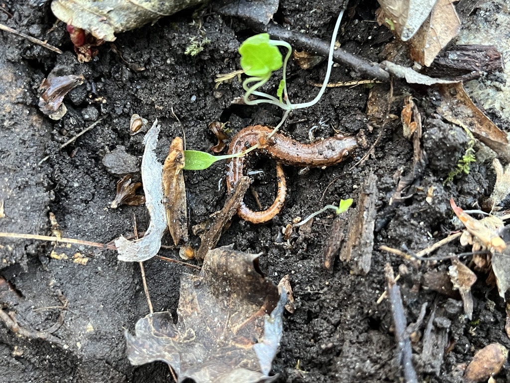 Blue Ridge Dusky Salamander in April 2024 by Matthew · iNaturalist