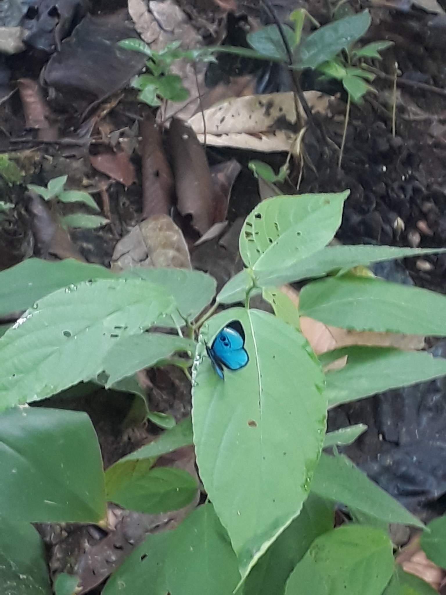 Mesosemia loruhama Hewitson, 1869