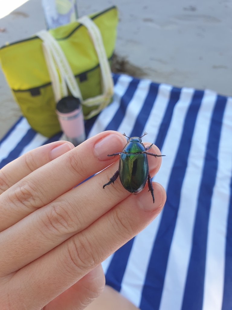 King Christmas Beetle from Banksia Beach QLD 4507, Australia on April ...
