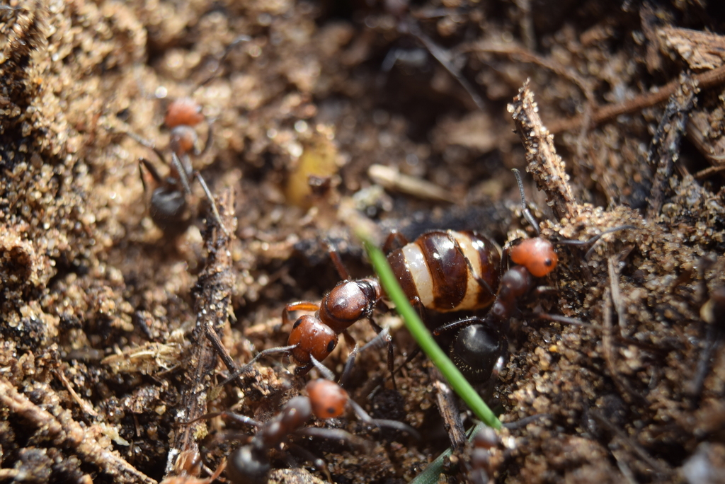 Western Thatching Ant in April 2024 by amatty76. only one queen in ...