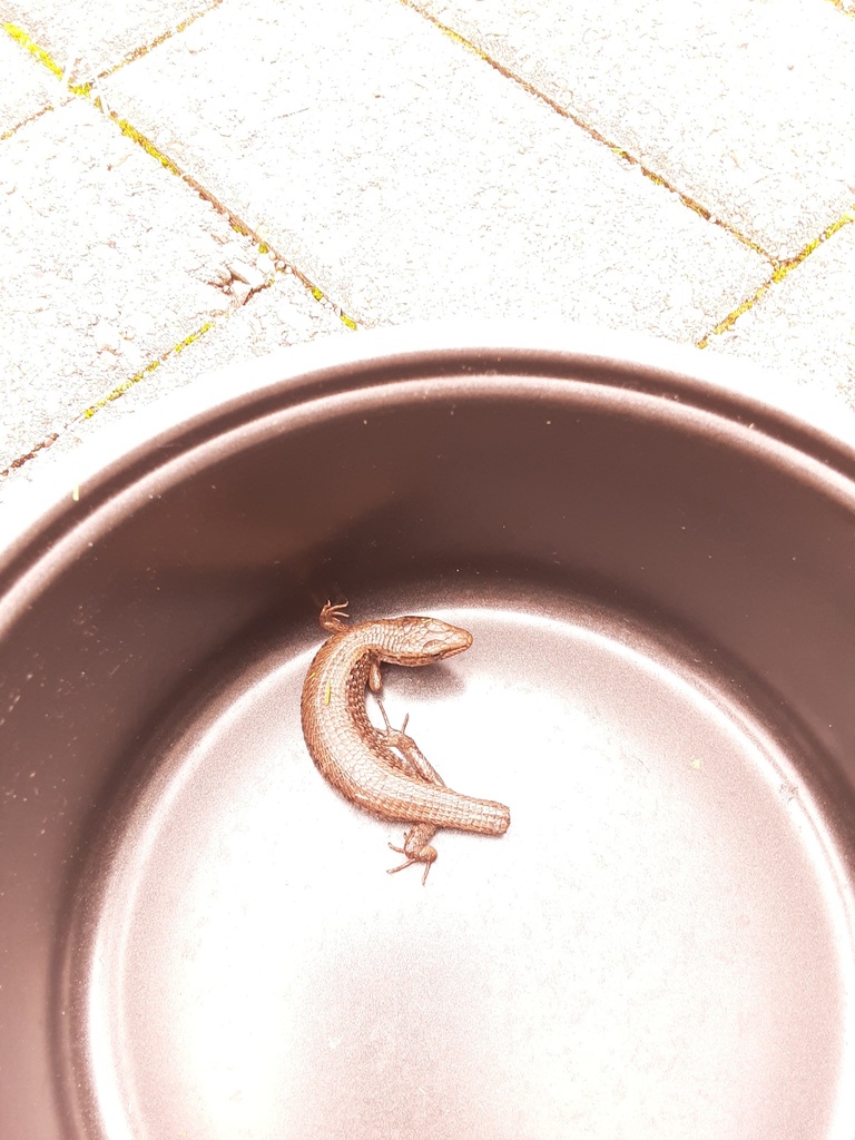 Northern Alligator Lizard from SE Sorenson St, Snoqualmie, WA, US on ...