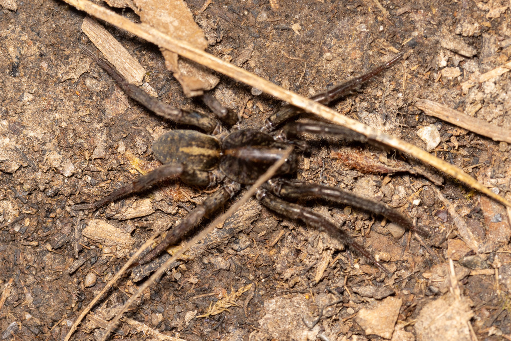 Ground wolf spider from Waukesha County, WI, USA on April 13, 2024 at ...