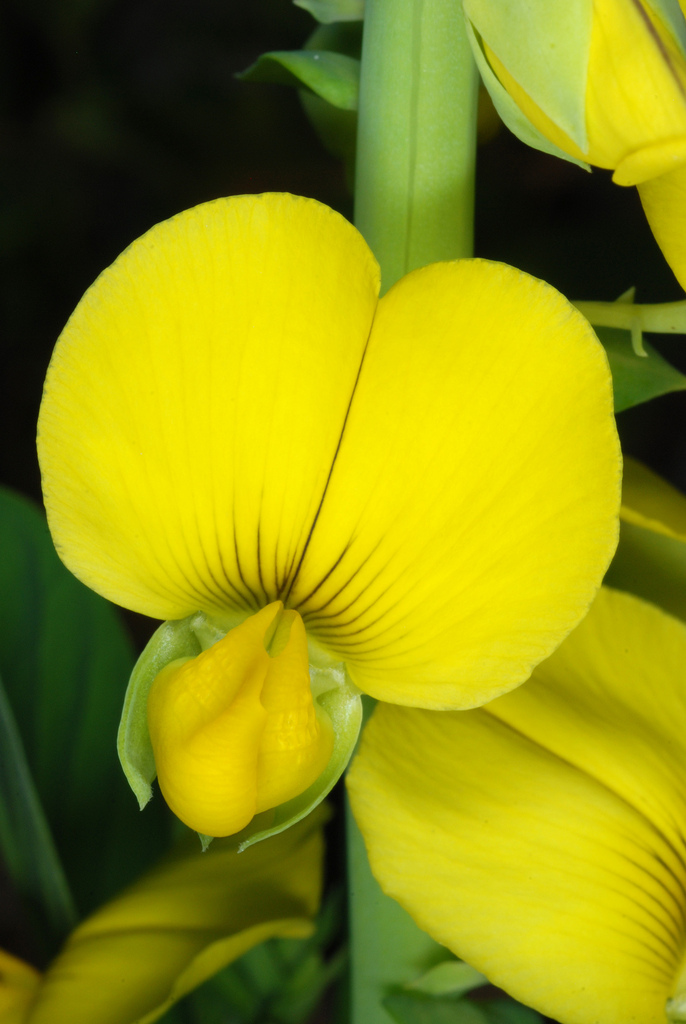 Showy Rattlebox (Crotalaria spectabilis) - Botanical Realm