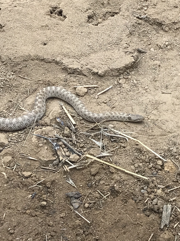 Coast Night Snake in April 2024 by Daniel S. Cooper · iNaturalist