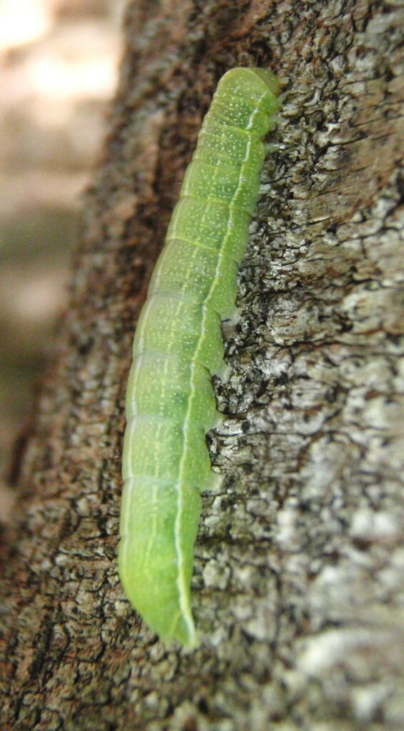 Speckled Green Fruitworm Moth from 1334 Greenwood Lake Turnpike, Hewitt ...