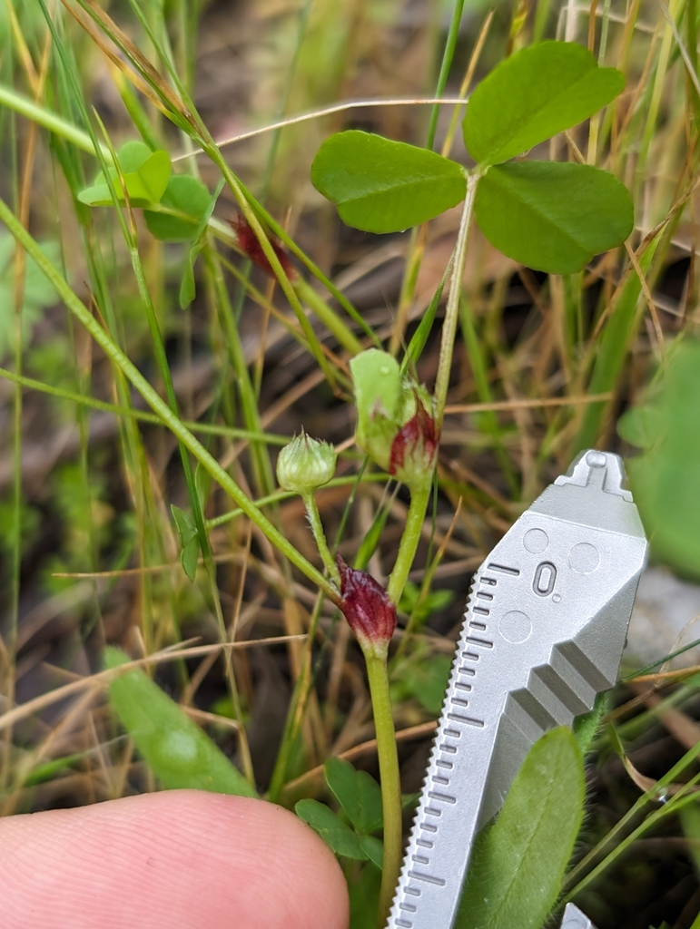 thimble clover from Oakland, CA 94619, USA on April 13, 2024 at 01:36 ...