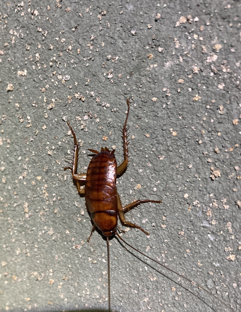 American Cockroach from RMJH+2VC, Ngusi, Cameroon on March 31, 2024 at ...