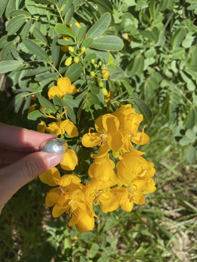 Easter Cassia from Summerlands Dr, Buderim, QLD, AU on April 14, 2024 ...
