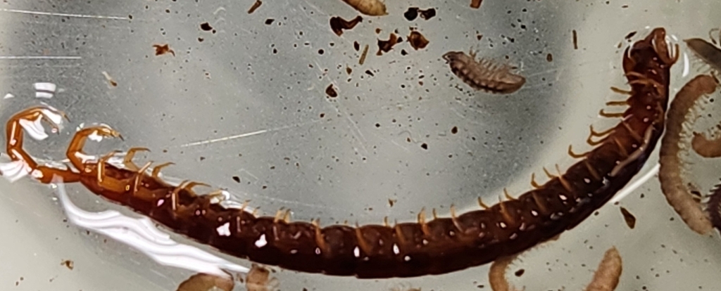 Centipedes from Stone Mountain, GA 30083, USA on April 3, 2024 at 02:10 ...