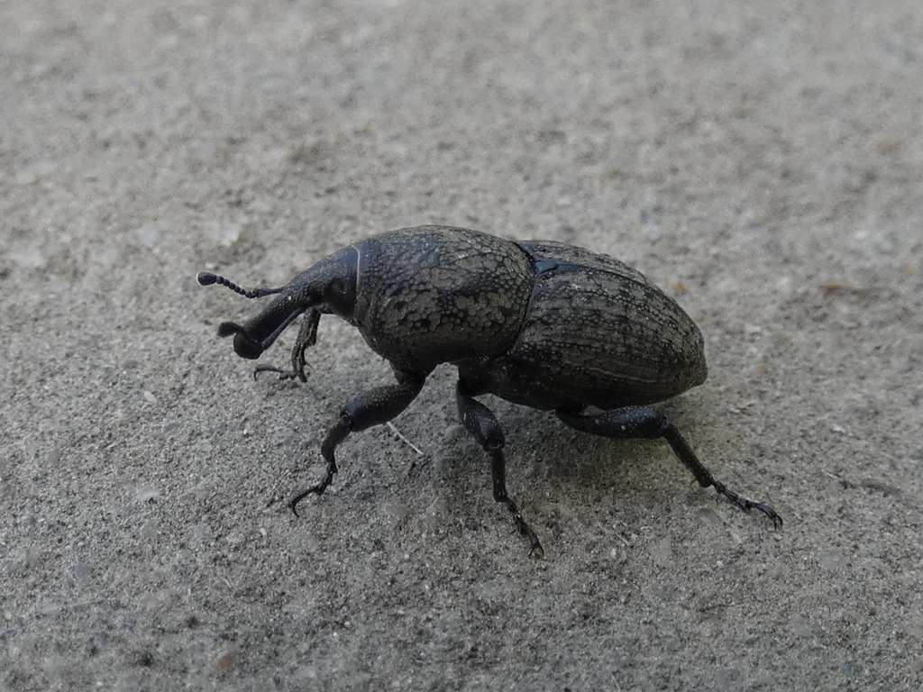 Billbug Weevils from Cleburne, TX, USA on March 30, 2024 at 01:24 PM by ...