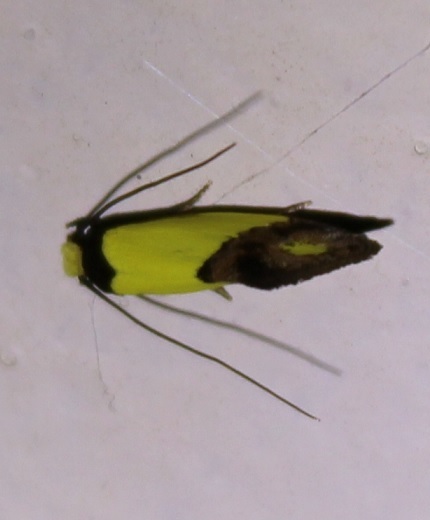 Edosa fraudulens from Smiths Lake NSW 2428, Australia on April 13, 2024 ...