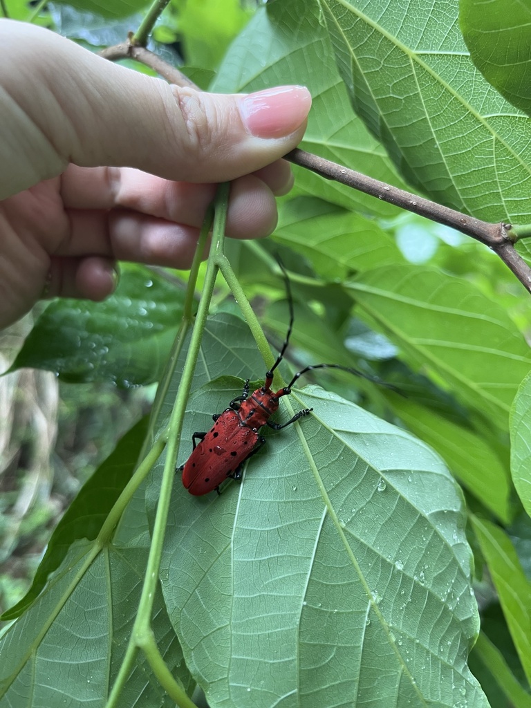 Red-spotted Longicorn Beetle from 吉田墓园, 深圳市, 广东省, CN on April 9, 2024 ...