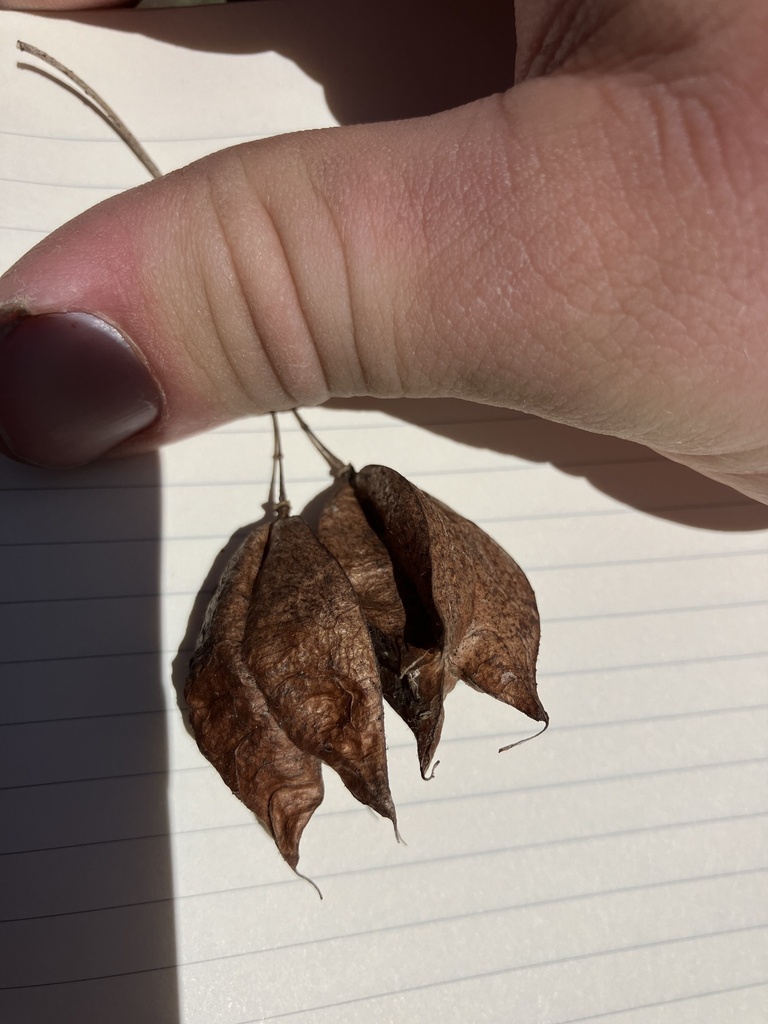 American bladdernut in April 2024 by shagbarkben · iNaturalist