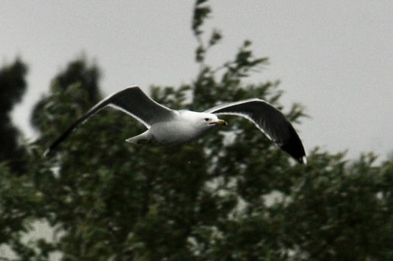 California Gull from Guadalupe Creek Trail, San Jose, CA on April 13 ...