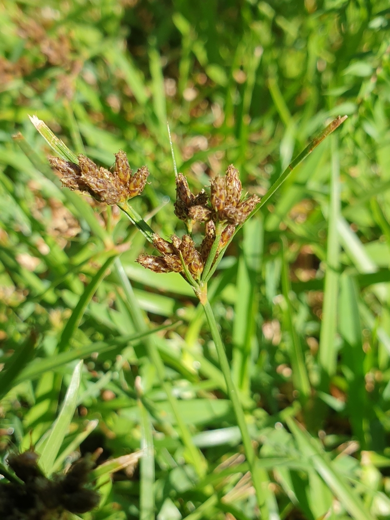 Common Fringe-rush from Toormina NSW 2452, Australia on April 14, 2024 ...