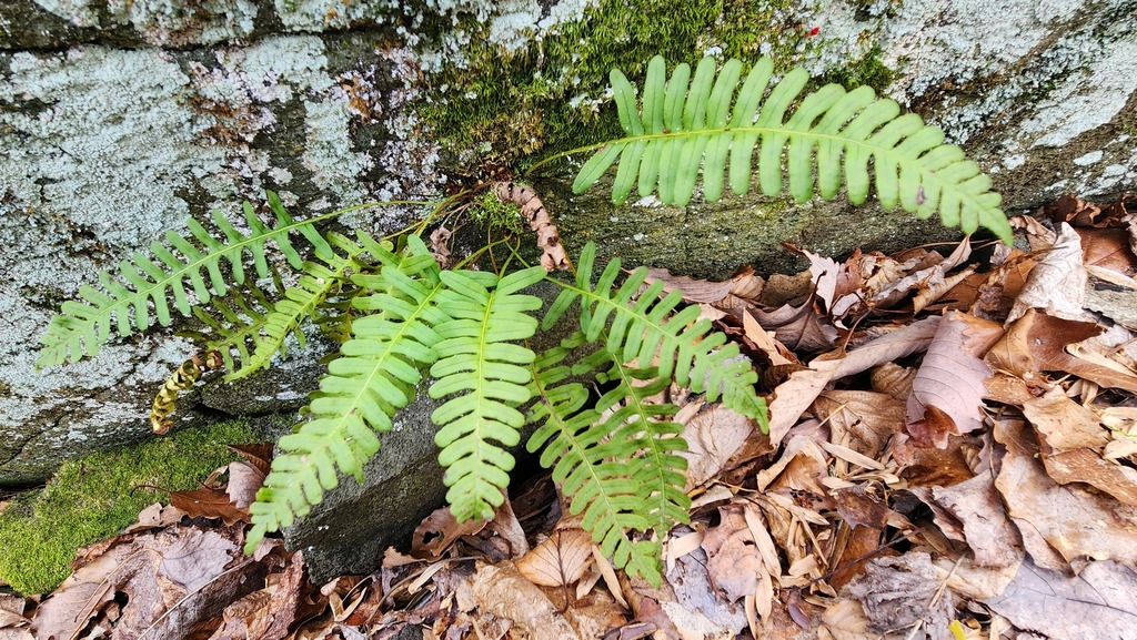 rock polypody in April 2024 by smuller. growing on a rock · iNaturalist