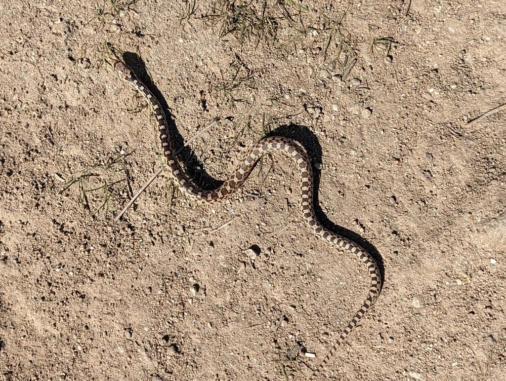 Great Basin Gopher Snake from East End, Boise, ID 83712, USA on April ...