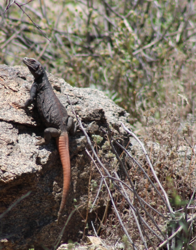 Common Chuckwalla from Phoenix, AZ 85042, USA on April 13, 2024 at 11: ...
