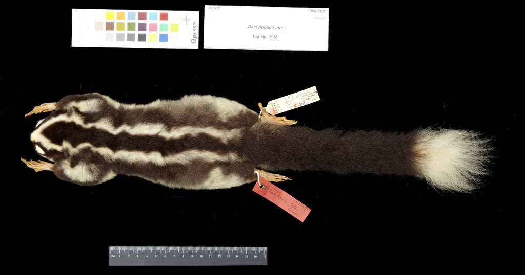 Tate's Triok (Dactylopsila tatei) - Know Your Mammals