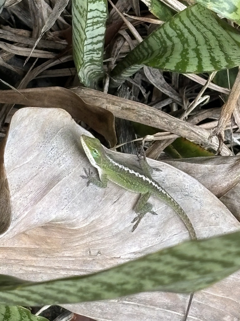 Green Anole from Hawaiʻi, Honaunau, HI, US on April 9, 2024 at 01:58 PM ...