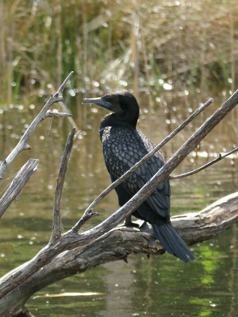 Little Black Cormorant from Kennett River Nature Walk, 15 Great Ocean ...