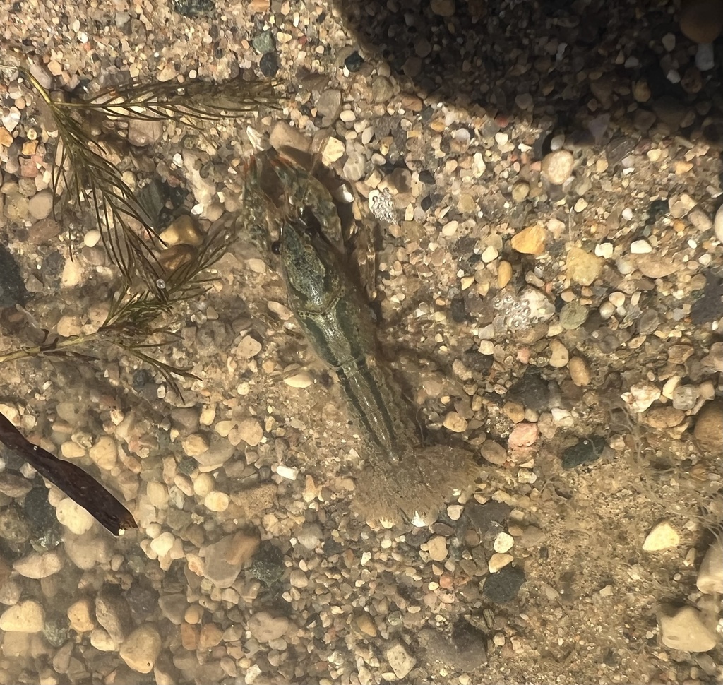 Calico Crayfish from Chain O'Lakes State Park, Albion, IN, US on April ...