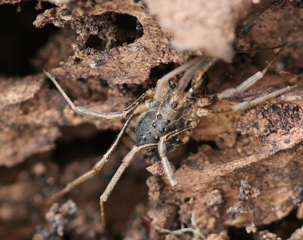 Protolophus singularis from Los Angeles County, CA, USA on April 13 ...
