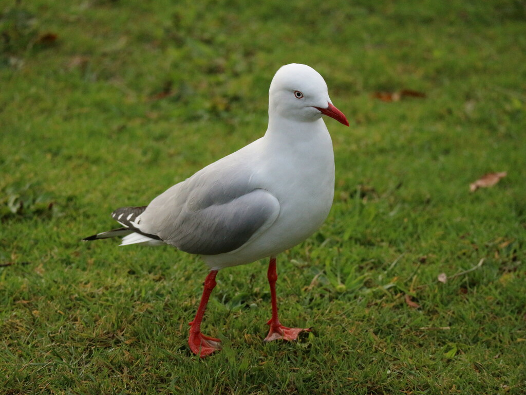 Silver Gull from Wilsons Promontory VIC 3960, Australia on December 2 ...
