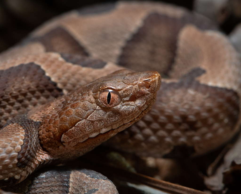 Eastern Copperhead (Agkistrodon contortrix) - Snakes and Lizards