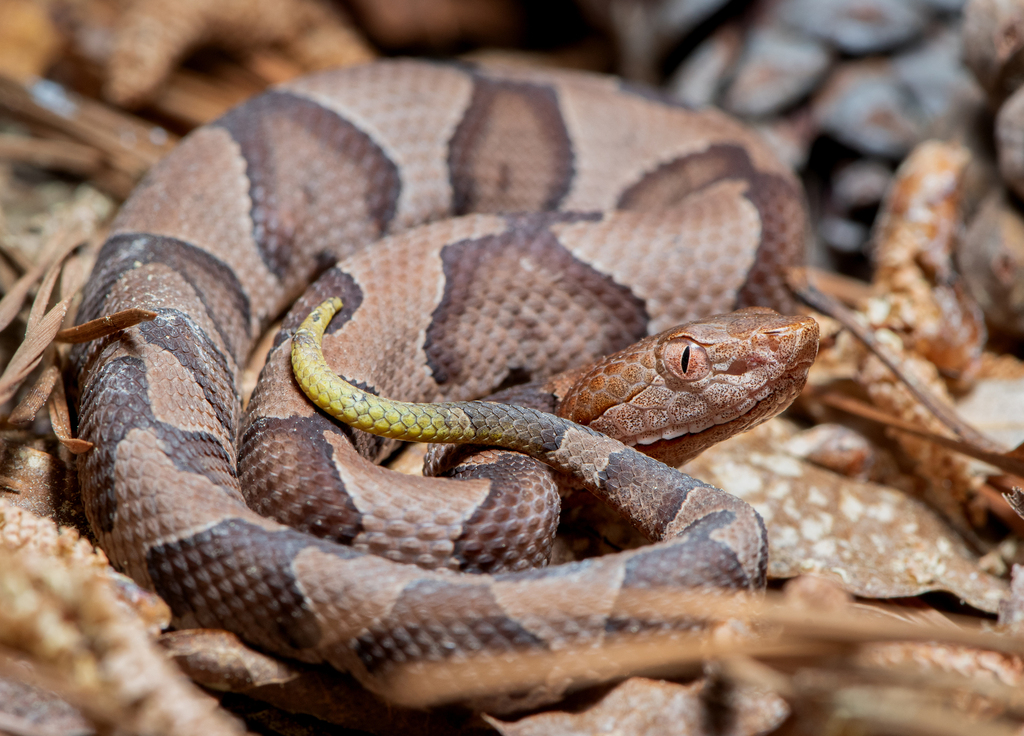 Eastern Copperhead (Agkistrodon contortrix) - Snakes and Lizards