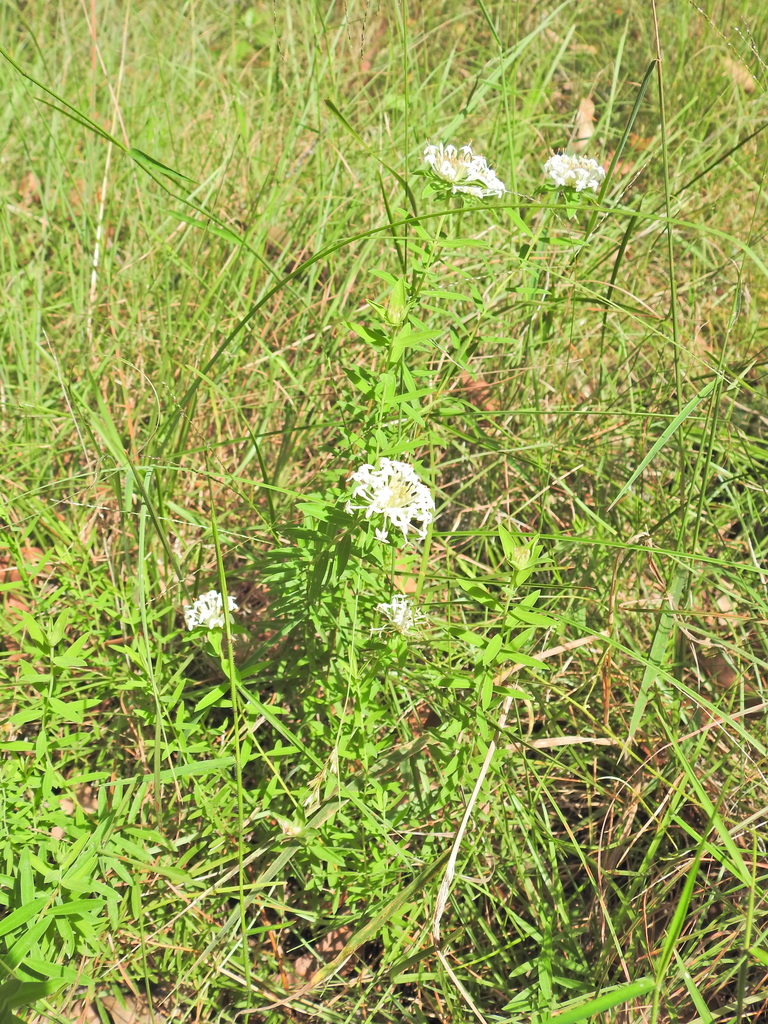 Queen of the Bush from Talegalla Weir QLD 4650, Australia on April 14 ...