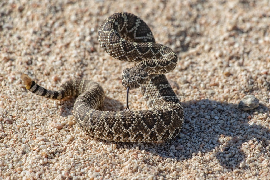 Mojave Rattlesnake from Los Angeles County, CA, USA on April 13, 2024 ...