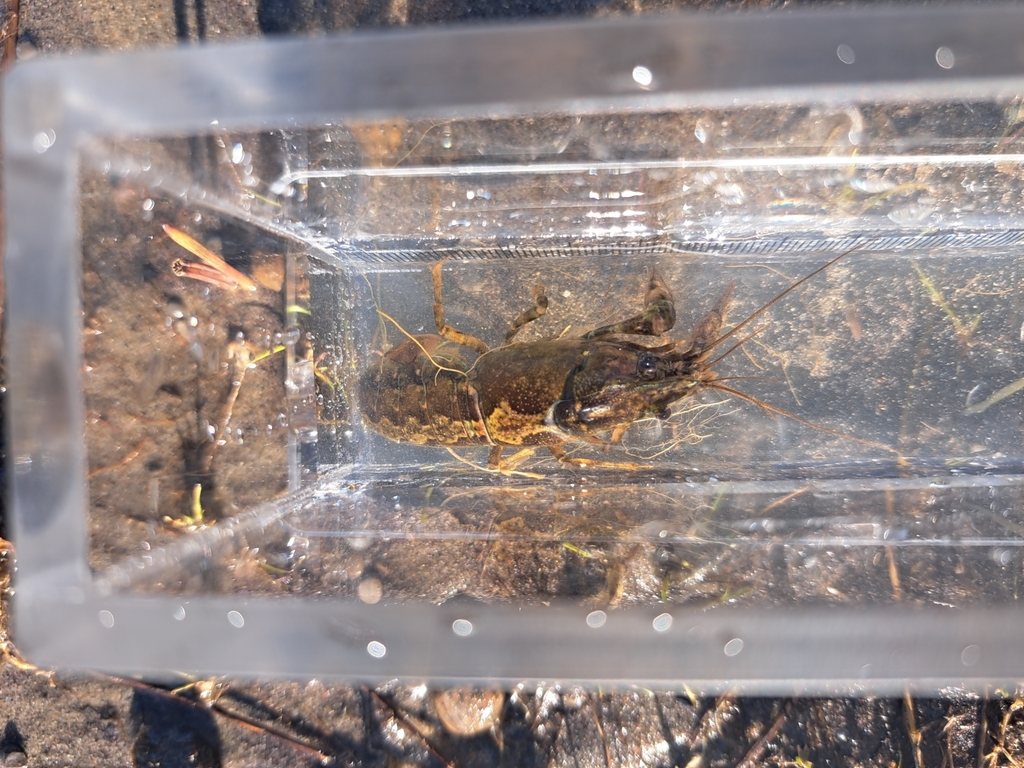 Calico Crayfish from Haldimand-Norfolk, CA-ON, CA on April 13, 2024 at ...