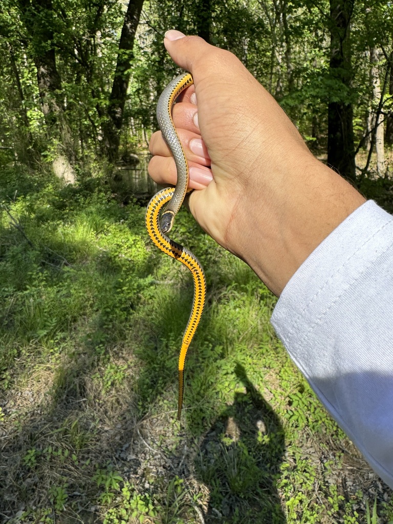 ring-necked snake from Durham County, NC, USA on April 13, 2024 at 04: ...