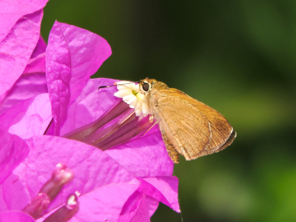 Synapte pecta (Insectos de Veracruz. Part 2B Lepidoptera: Hesperiidae ...