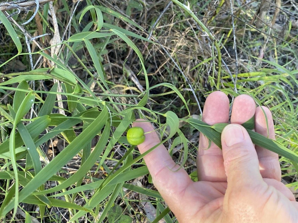 Wombat Berry from Warwick - North, AU-QL, AU on April 11, 2024 at 04:11 ...